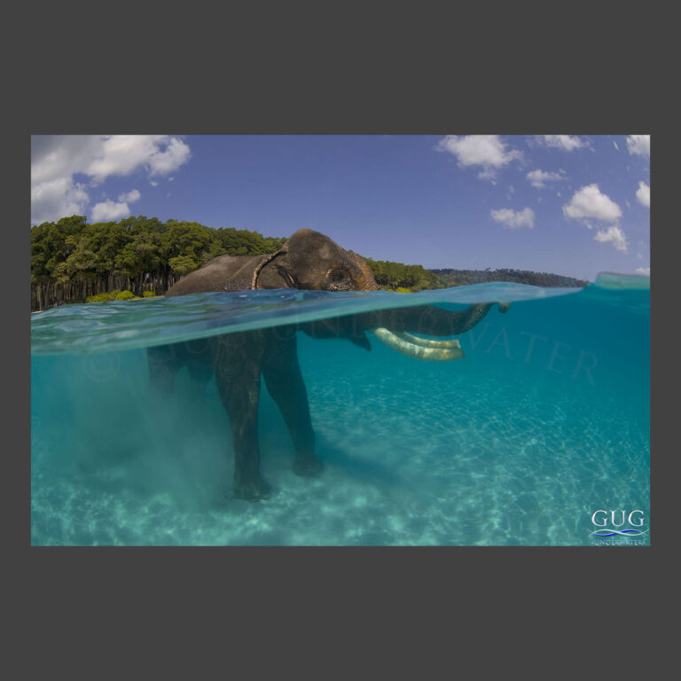 Colorful Elephant Artwork for Sale | Gug Underwater