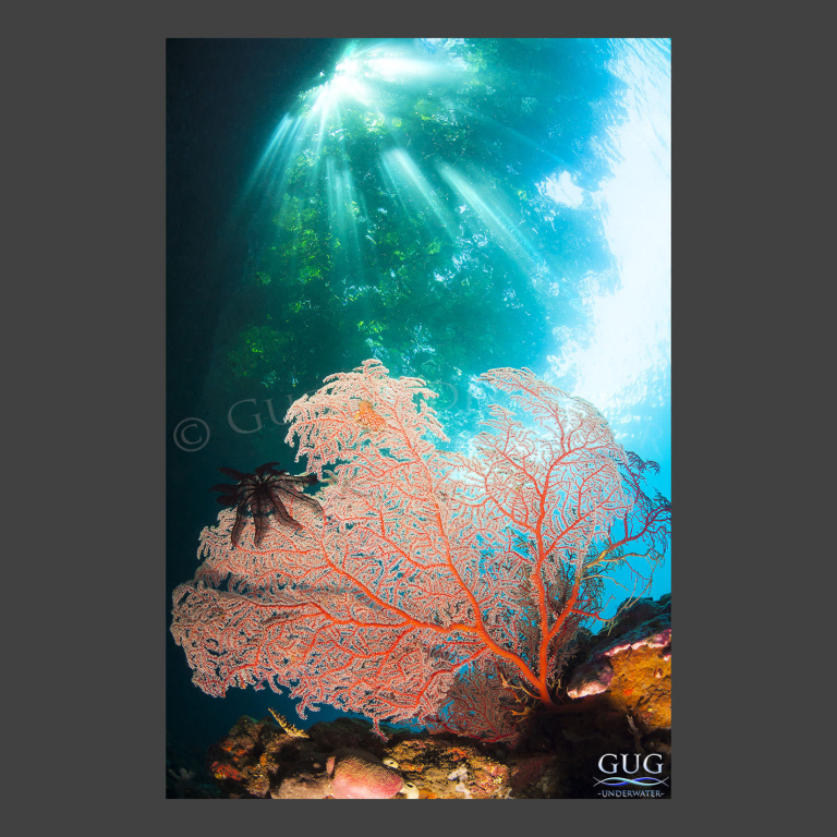 Day-Glo | Custom Photo Art of Coral | Gug Underwater