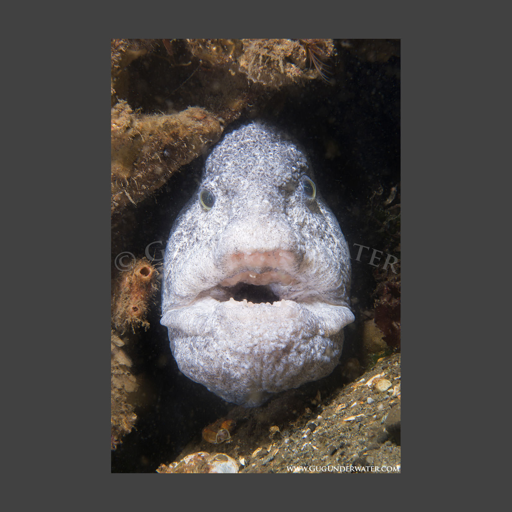 Fish Faces | Gug Underwater