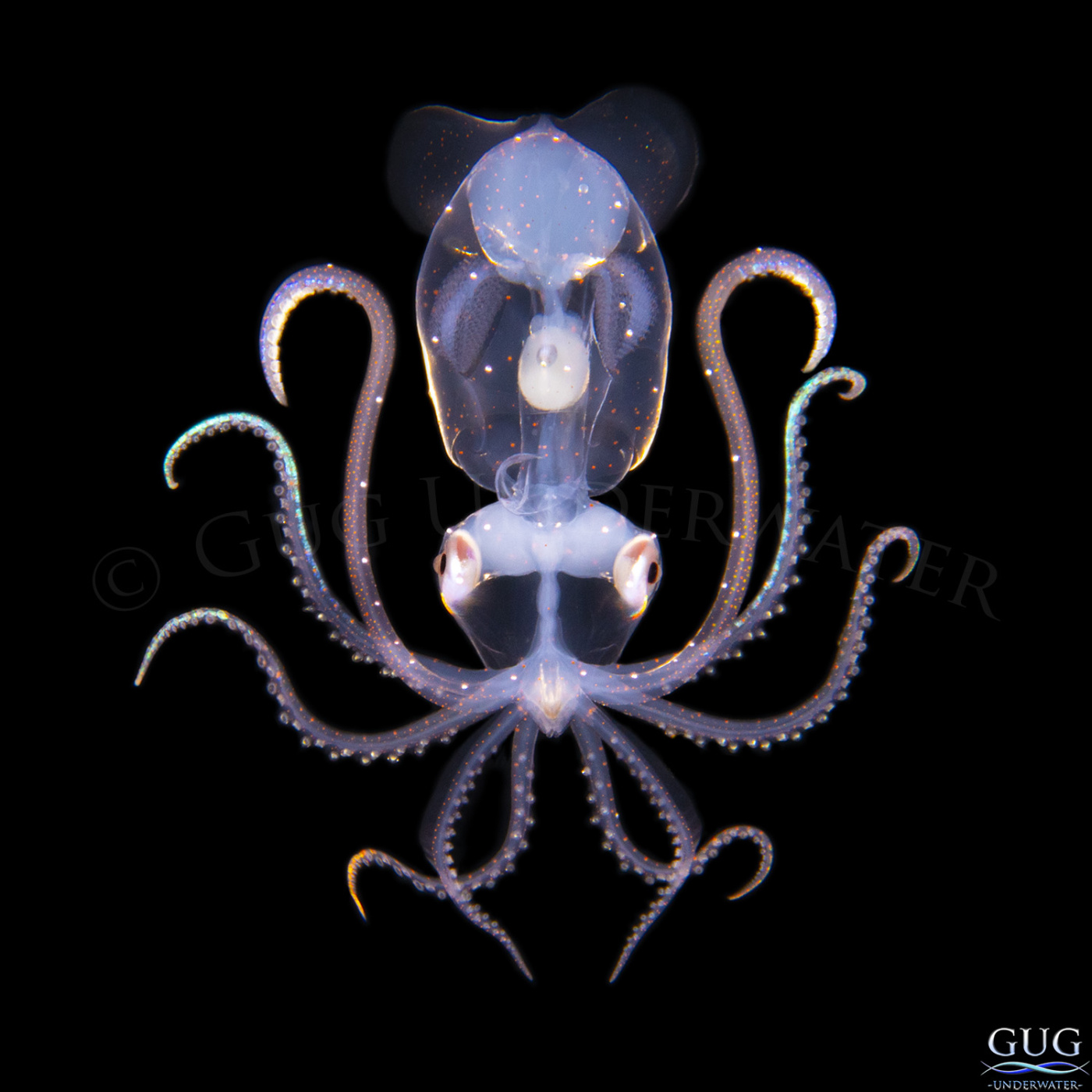 Alien 3 Enope Squid Wall Art | Aliens Collection | Gug Underwater