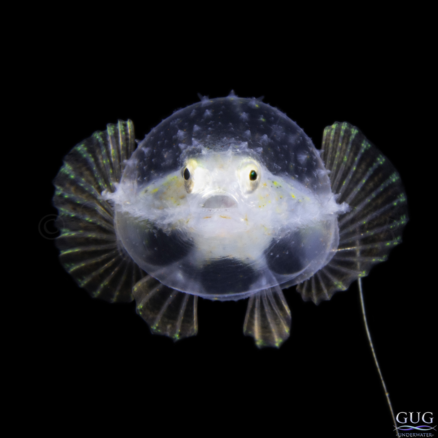 Alien 13 Pancake Batfish Art | Aliens Collection | Gug Underwater