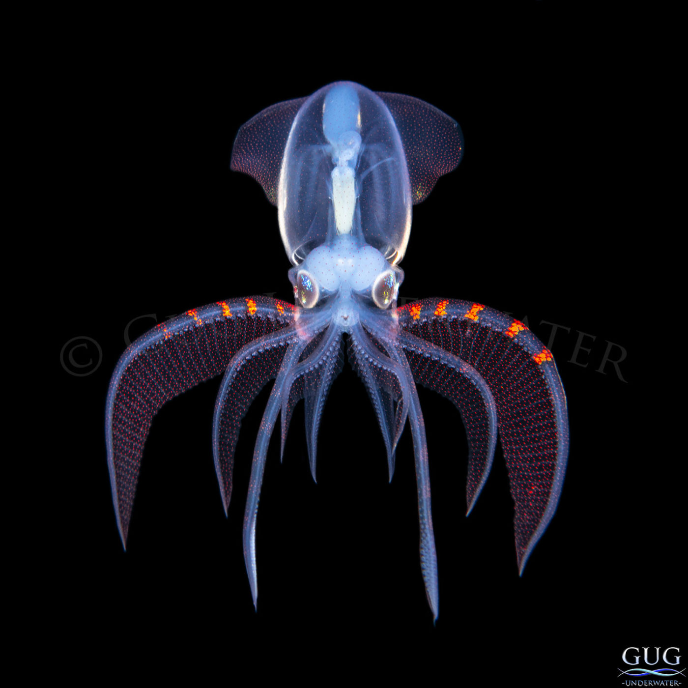 Alien 24 Diamond Squid Wall Art | Aliens | Gug Underwater