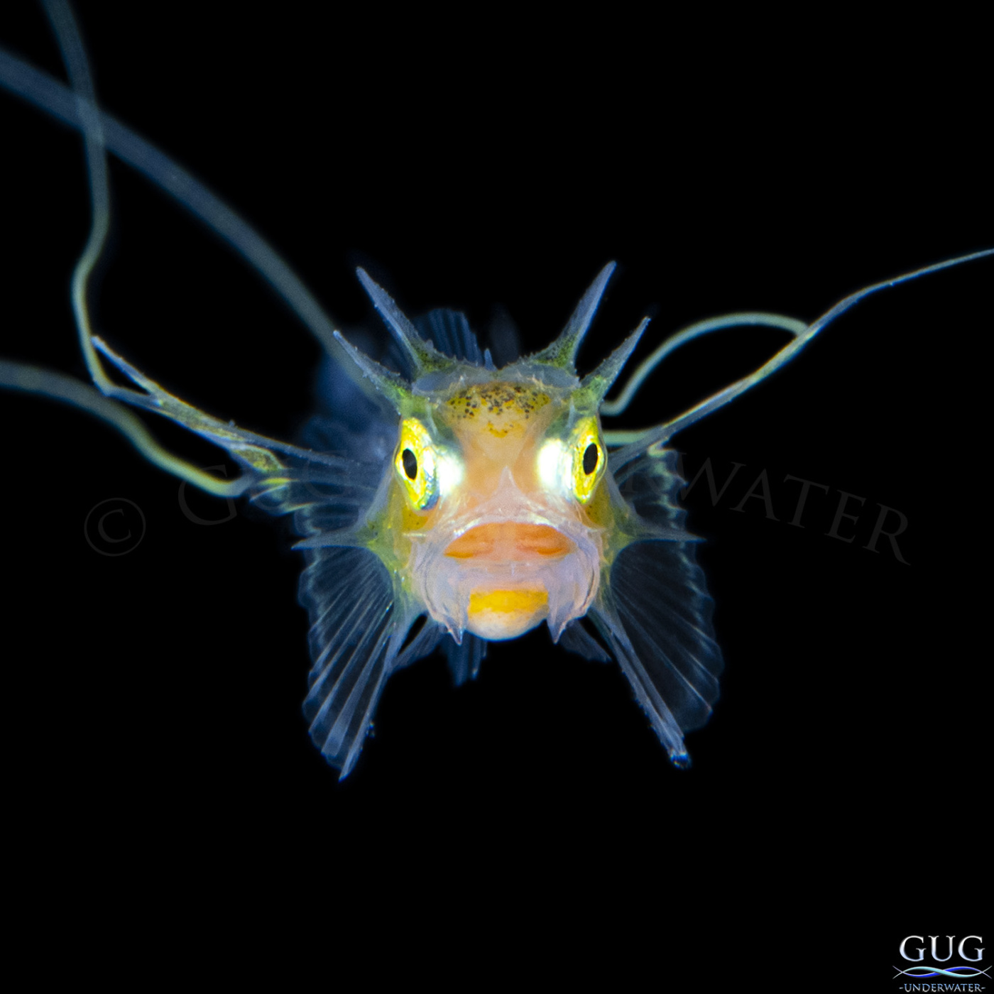 Alien 27 Sea Robin Wall Art | Aliens Collection | Gug Underwater