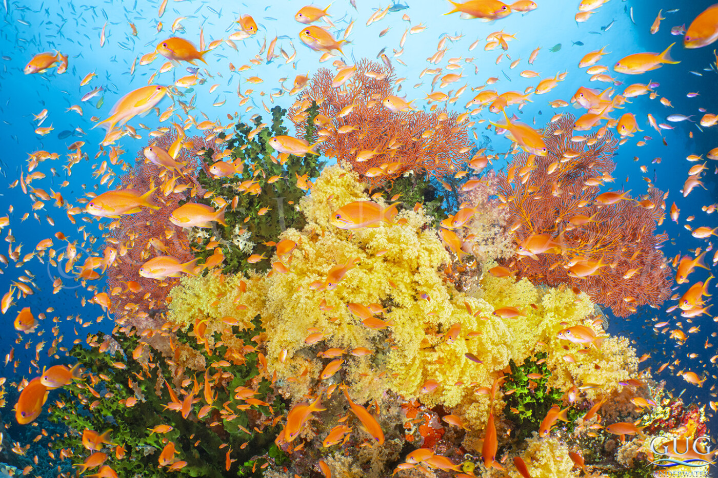 Fiji - Soft Coral Capital of the World (In Every Color)| Gug Underwater